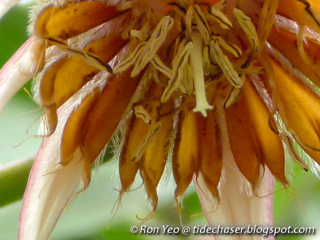 tHE tiDE cHAsER: Tumu Merah (Bruguiera gymnorhiza)