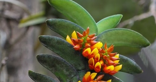 Species New to Science: [Botany • 2018] Calyptrochilum aurantiacum ...