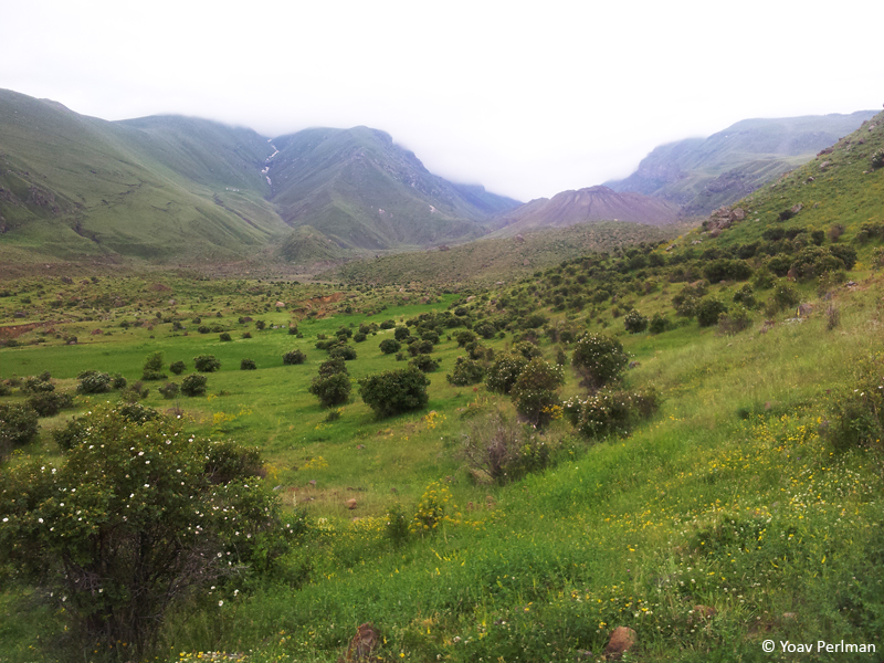 Yoav Perlman - birding, science, conservation, photography: Turkey day ...