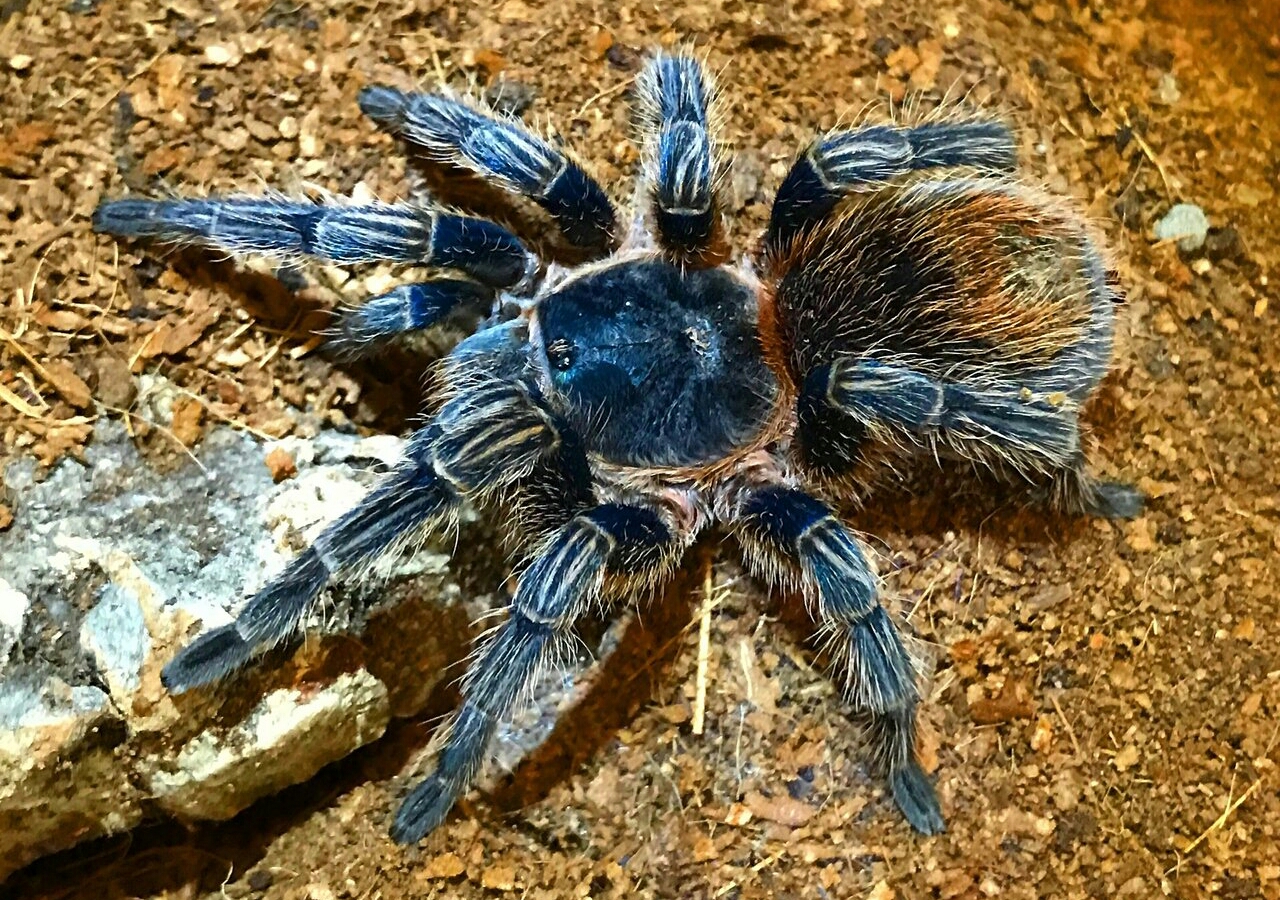 Thrixopelma ~ Dunia Tarantula