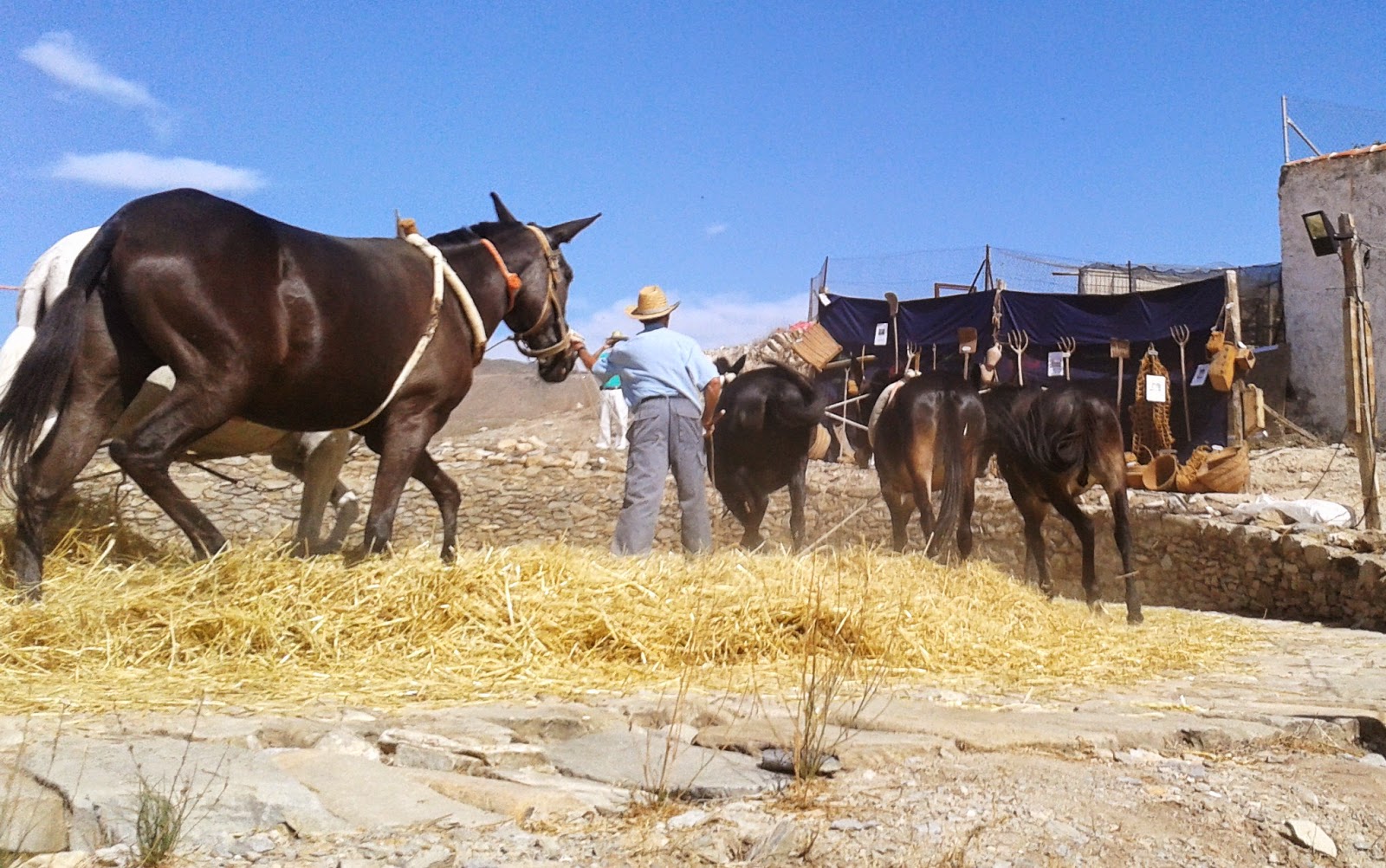 Maravillas de Almería: La Fiesta de la Trilla de Uleila del Campo
