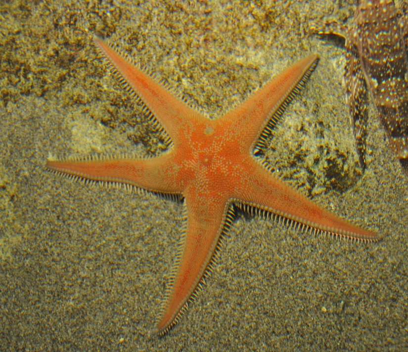 ZOOTOGRAFIANDO (6.100 ANIMALS): ESTRELLA DE MAR DE ARENA ANARANJADA ...