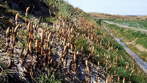 KRUIDEN - INFORMATIE: KRUIDEN - INFORMATIE HEERMOES