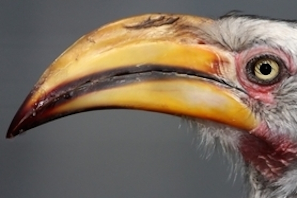 ENGLISH&SCIENCE: ANIMALS: BODY PARTS