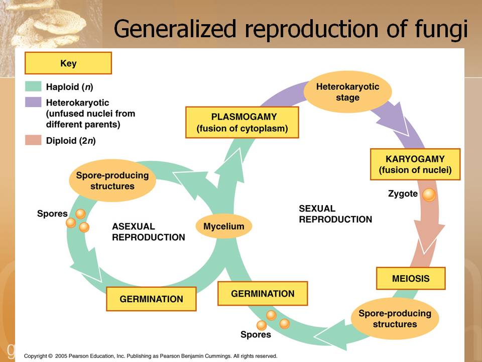 Sutton's AP Biology: Wednesday: Plant Diversity and Fungi!