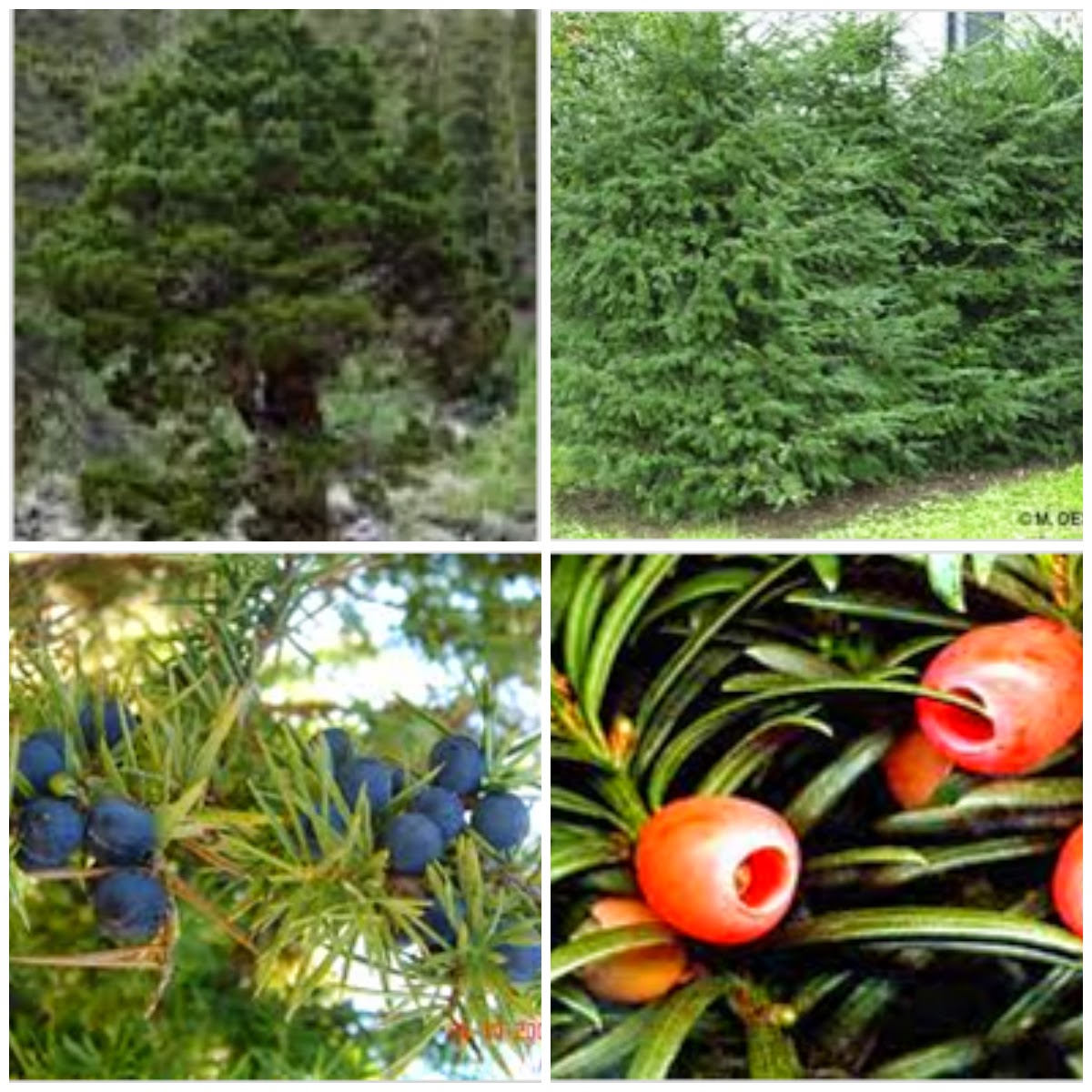 Taxon des Spermatophytes ou plantes à graines (Gymnospermes) ~ ecologie ...