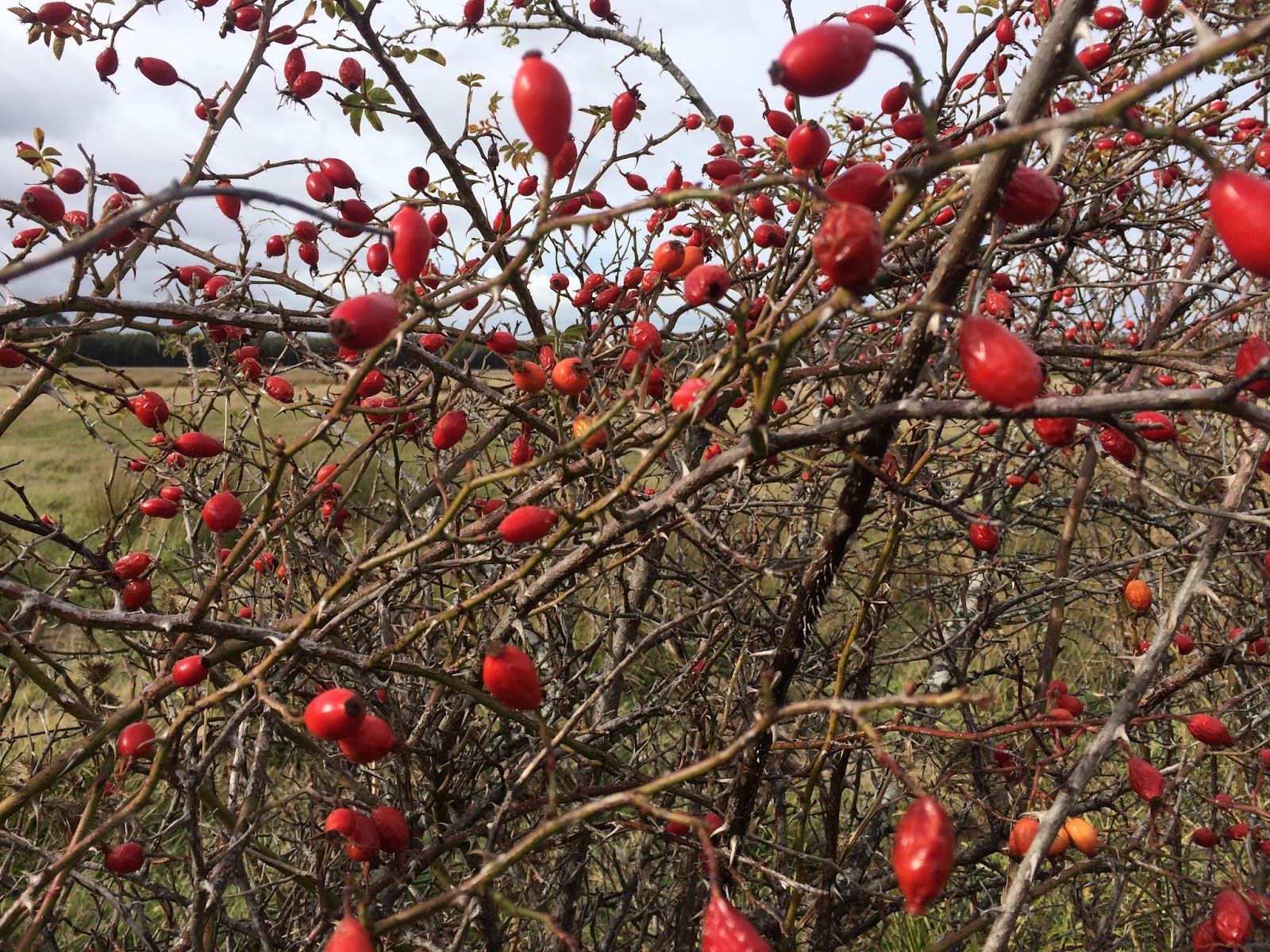 Foraging for Rosehips