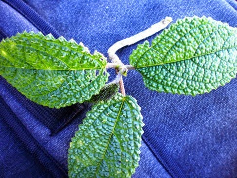 Daun Gatal Penghilang Pegal Ternyata Banyak Tumbuh Di Halaman | Netlagi ...