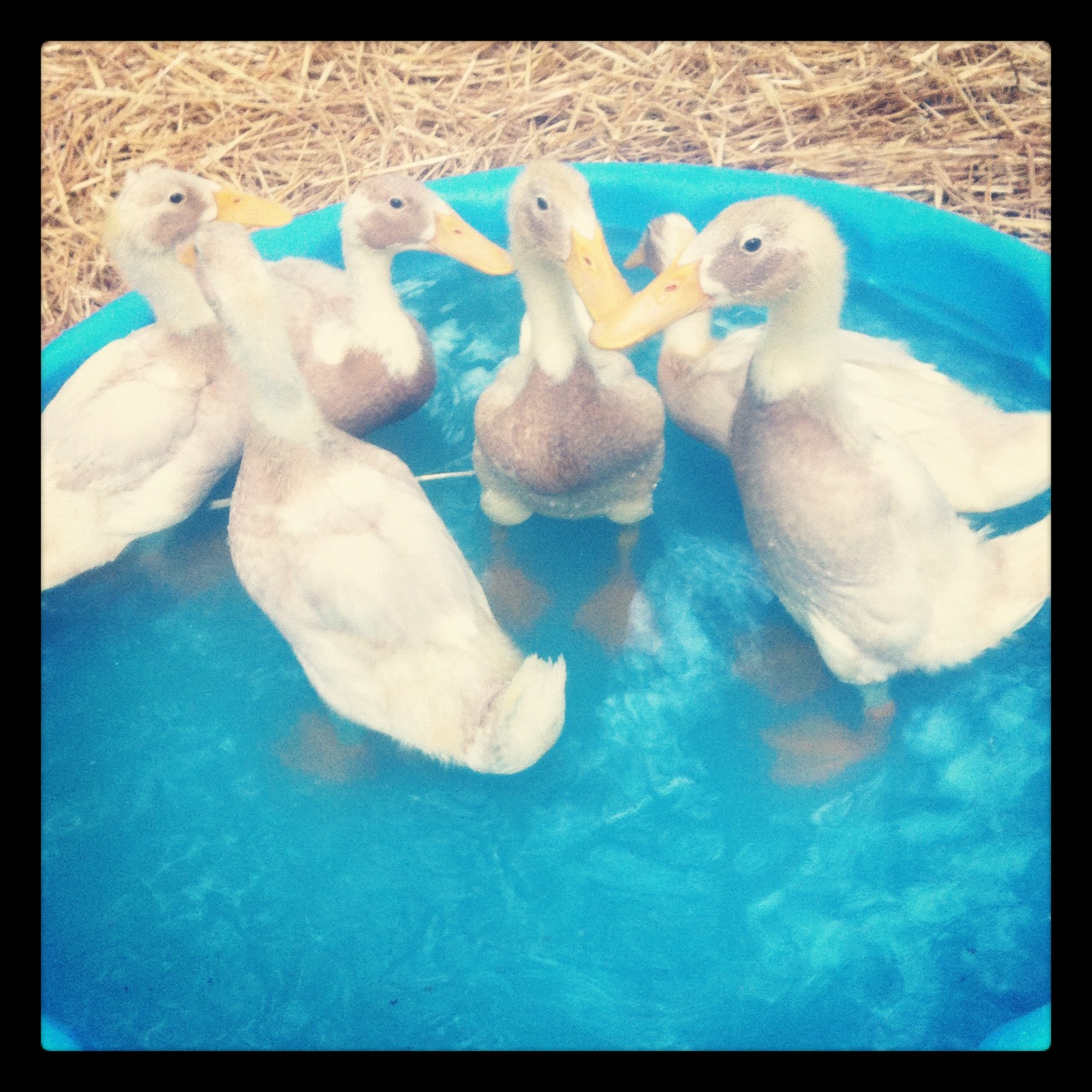 Palate & pantry: Indian Runner Ducks: Week Five