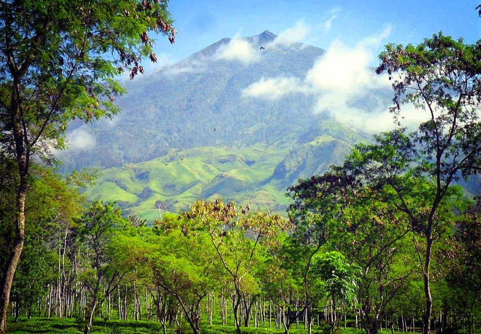 Kebun teh Wonosari: WISATA KEBUN TEH WONOSARI LAWANG