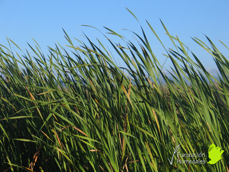 “LOS HUMEDALES EN COLOMBIA Y SU MARAVILLOSO MUNDO NATURAL”: marzo 2013