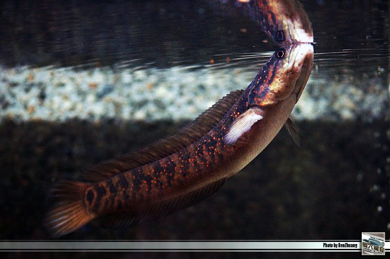 Mahamaya Hiko: Channa Asiatica , profil dan cara pemeliharaan