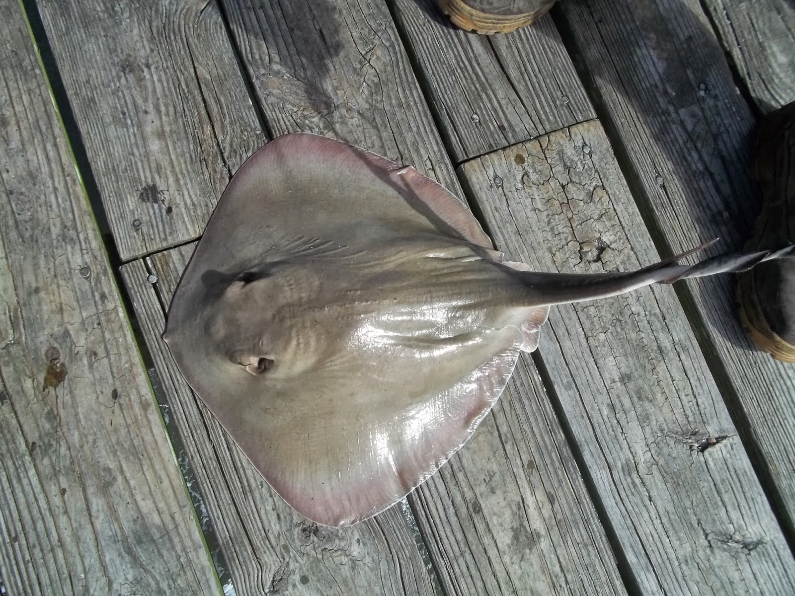 A Heart for Home: Another Week On the Homestead