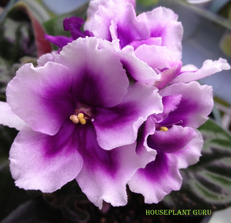 Houseplant Guru: These Aren't Your Grandma's Violets