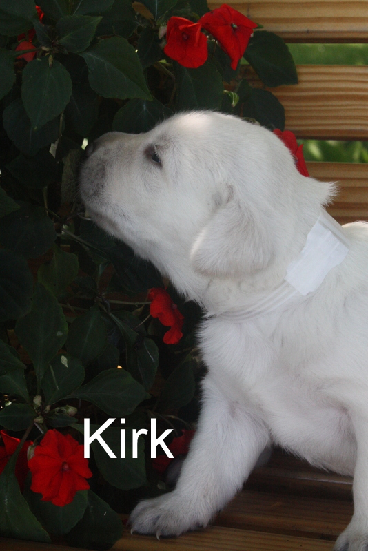 Maplewood Labradors: New Pictures - Our White Labrador Puppies!!!!