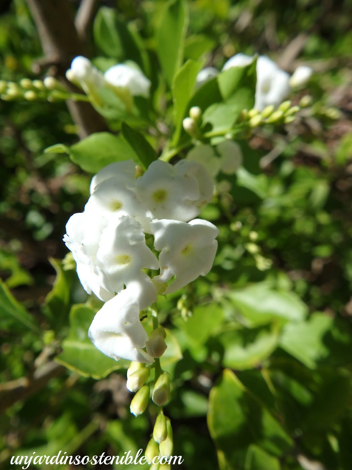 Duranta erecta Alba (Duranta, Flor del cielo etc.)