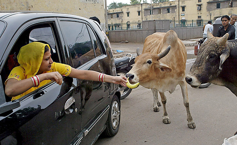 De Felipon: Vaca Sagrada - India