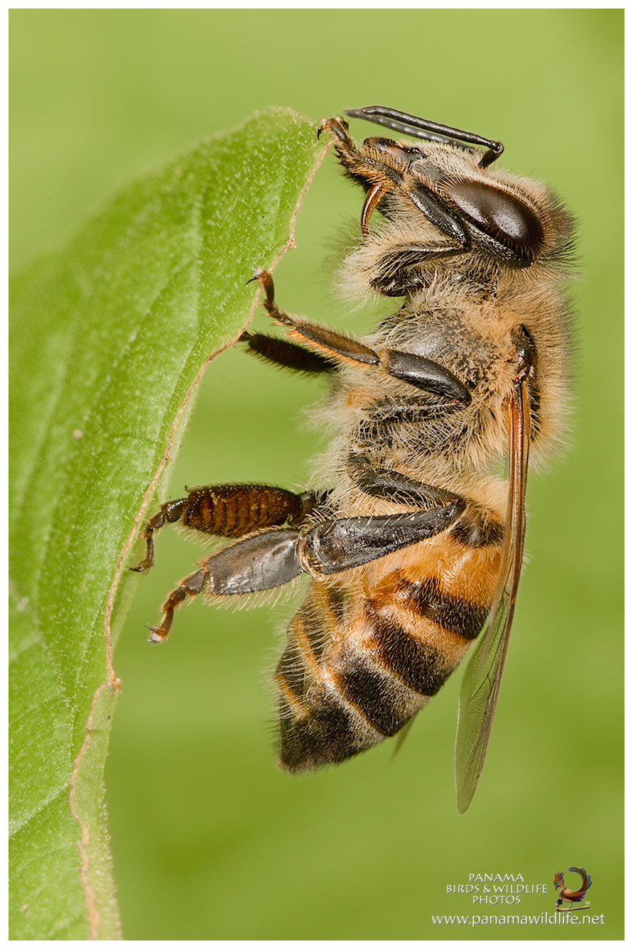 Nocturnal Macro Photography at Pipeline Road, Panama (pt. 1)