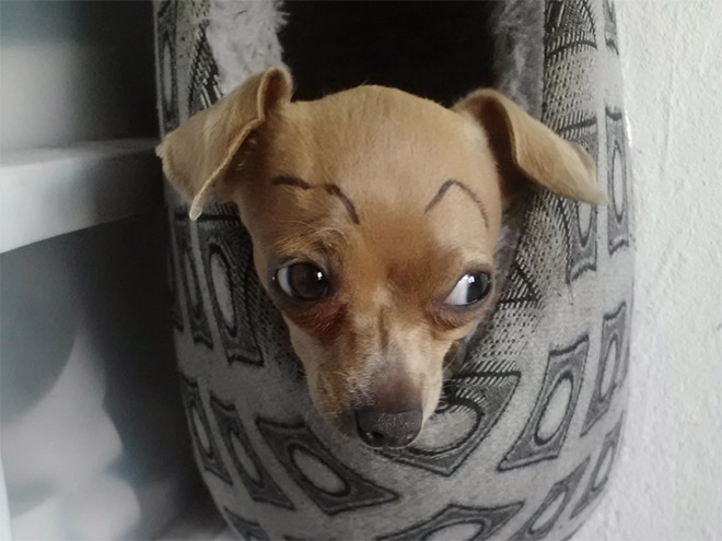 DOGS REALLY DO LOOK BETTER WITH MAKEUP EYEBROWS - NEWSOLOGYS
