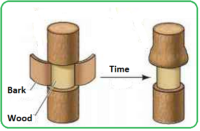 # 65 Translocation of organic foods in plants | Biology Notes for IGCSE ...