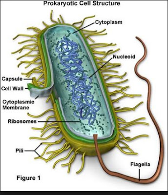 Prokaryote | Prokaryotic Cell |Genetic Engineering Info