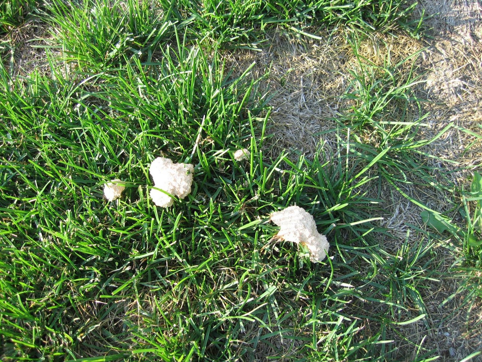 Iaturf Slime Mold Showing Up On Turf