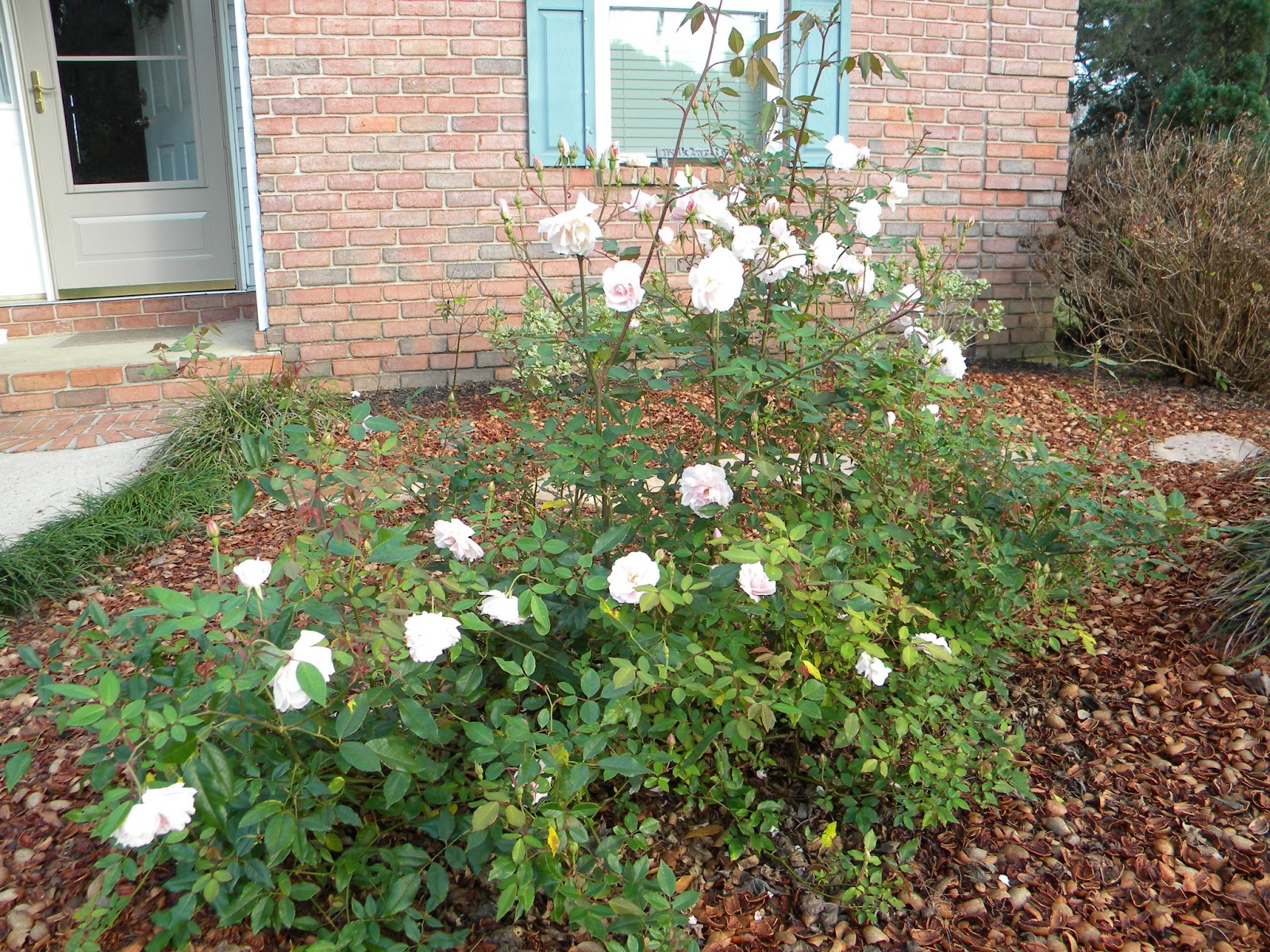 Walk2Write in Florida: Rosa 'Spice': Is a Rose Truly a Rose If It Hasn ...