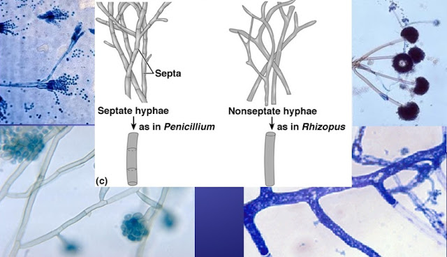Caracteristicas generales