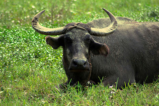 Animalandia: Carabao