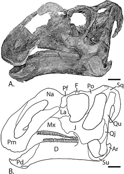 Species New to Science: [Paleontology • 2007] Gryposaurus monumentensis ...
