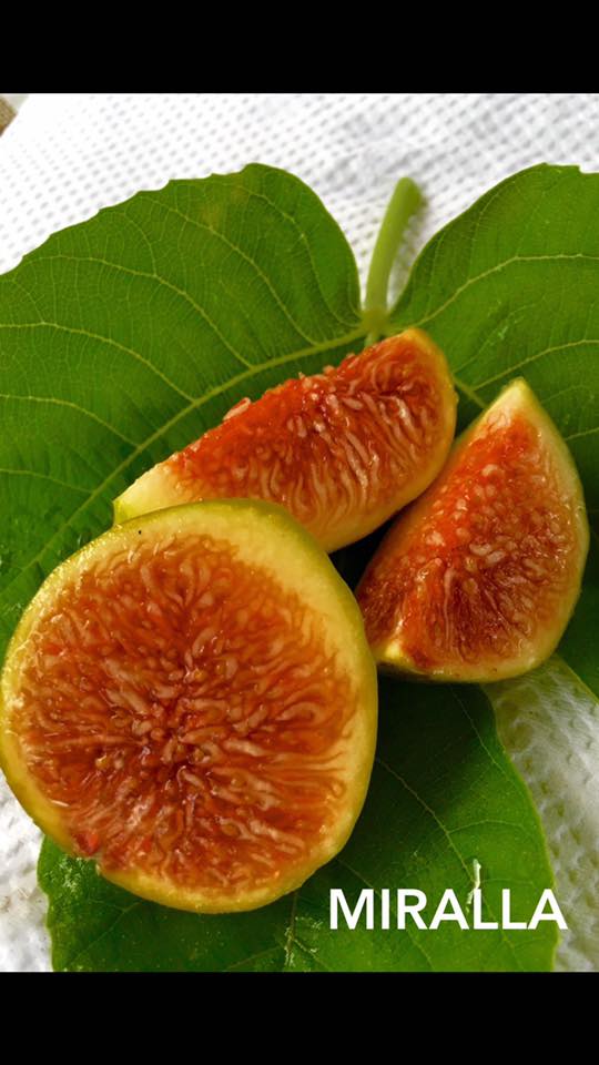 Miralla Fig - Var Tin