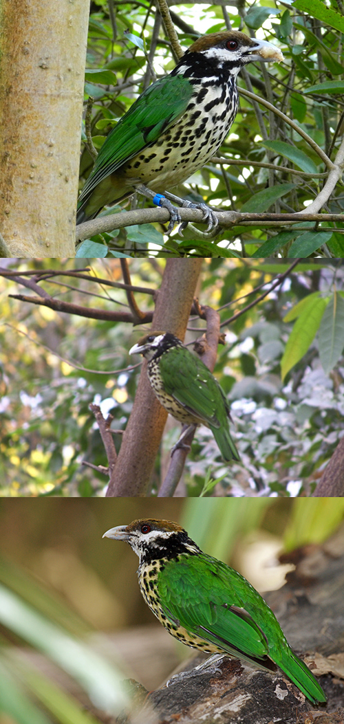 Burung Kucing Telinga Putih / White-eared Catbird - Blog Burung | Tips ...