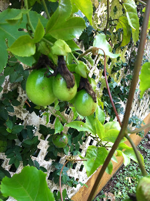 Urban Farmers Punto Com: Galería