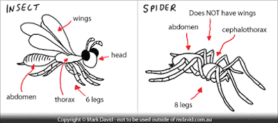Bilingual Team: INSECT RAP (year 2)