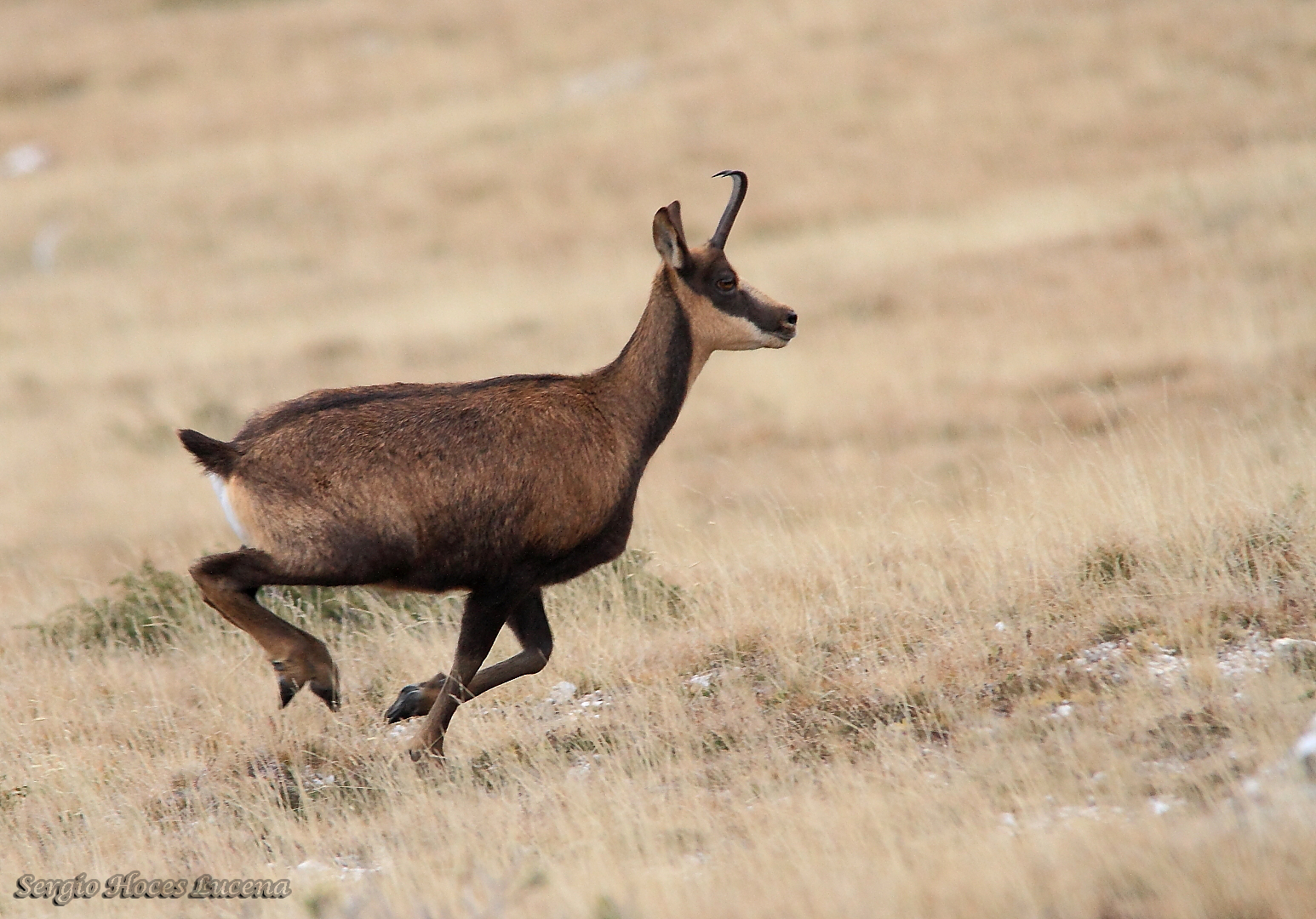 Viajes, Salidas, Naturaleza, (Fotografía).: Rebeco (Rupicapra Rupicapra).