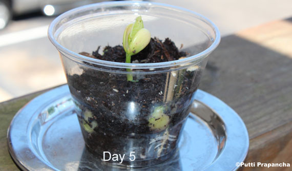 Gardening with Kids - Seed to Plant in Clear Cup ~ Putti's World -kids ...