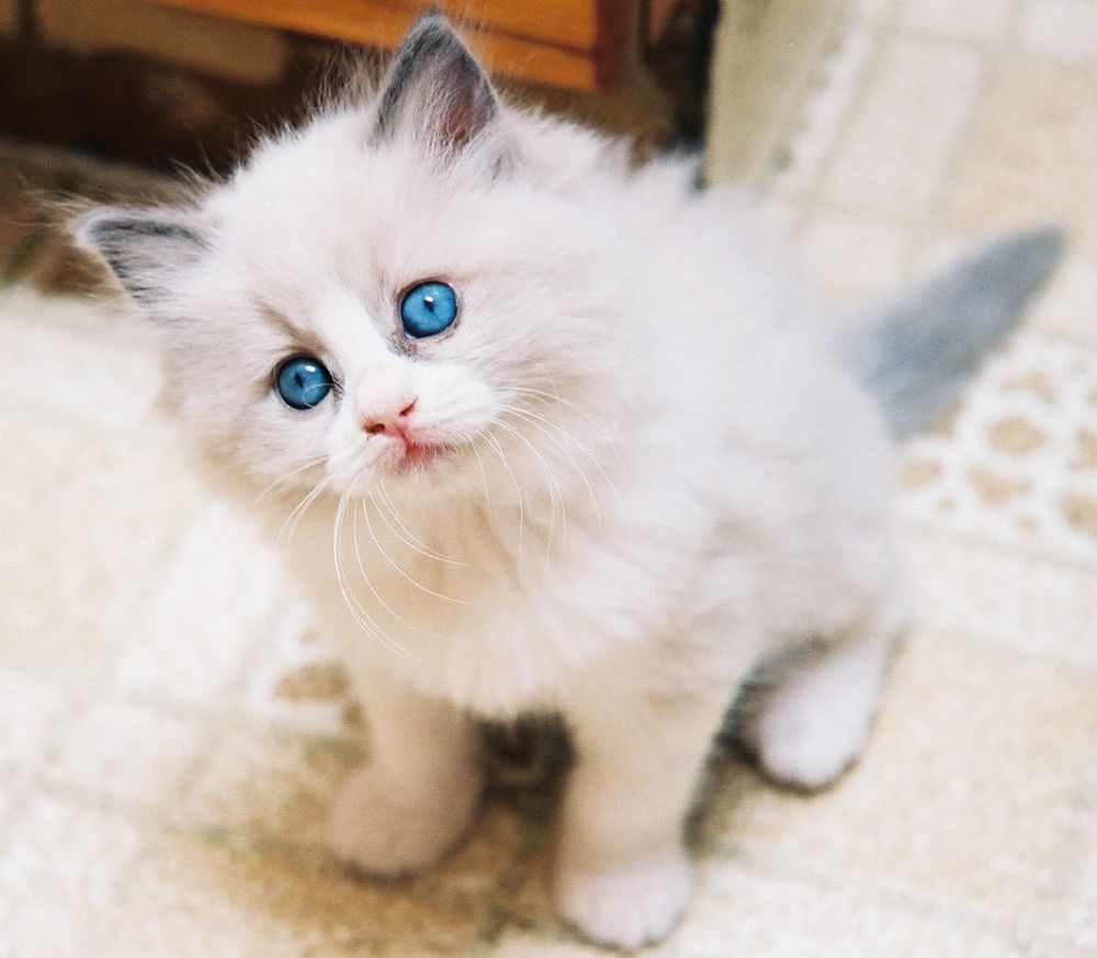 Gambar Kucing Ragdoll Terimut