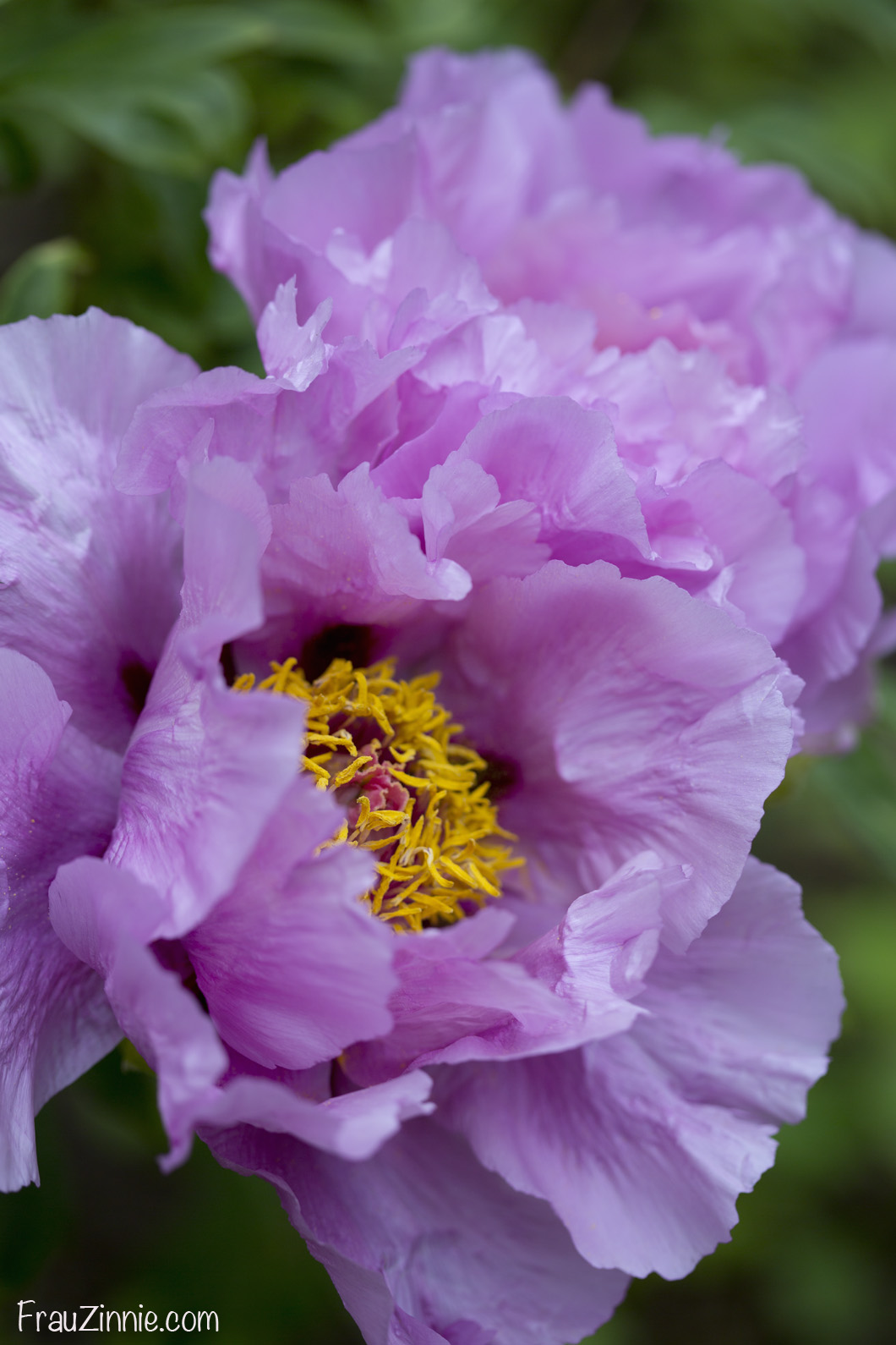 Peonies promise to dazzle at Cricket Hill Garden | Frau Zinnie