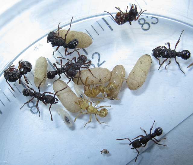 Photos and Info on Ants and Termites of Malaysia: Gnamptogenys