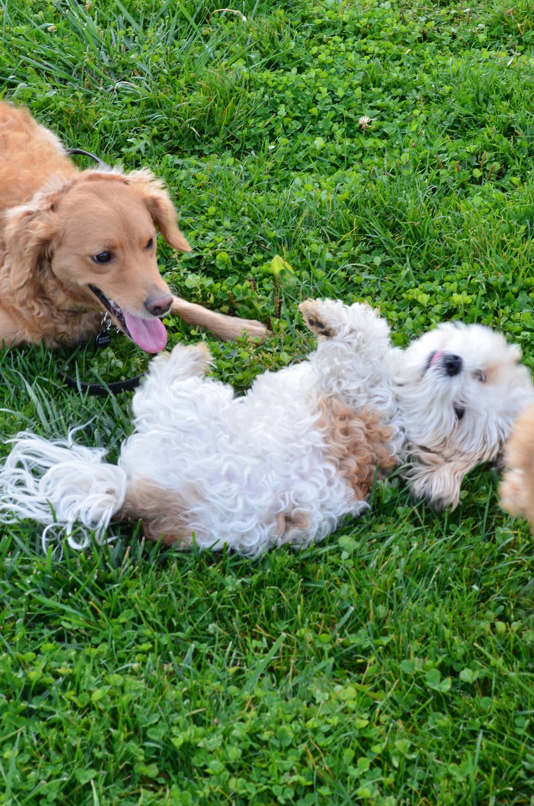 Seven & Seven: Dog Days: The 3 Best Friends