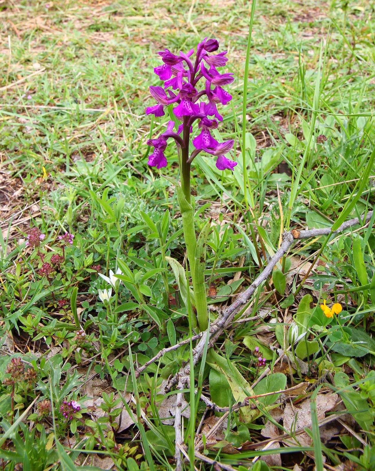 Birding Poole Harbour & Beyond: 5 May 14 - Croatian Orchids
