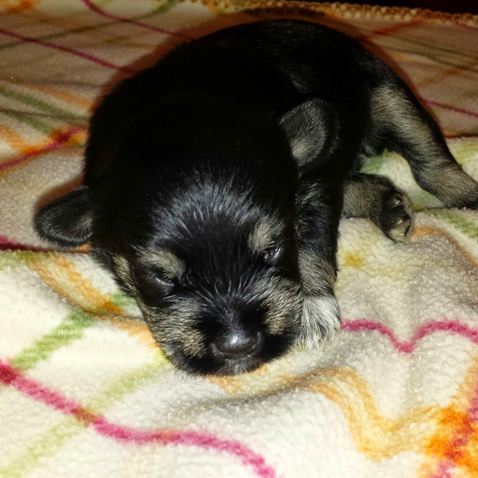 Copper Star Ranch: Reese's 2 week old Miniature Schnauzer pups doing great!