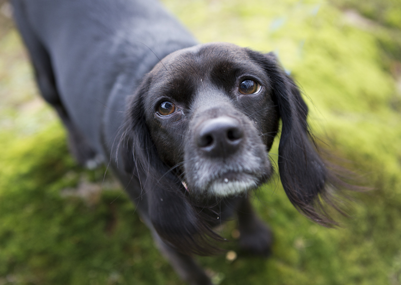 Cocker Spaniel Lab Mix