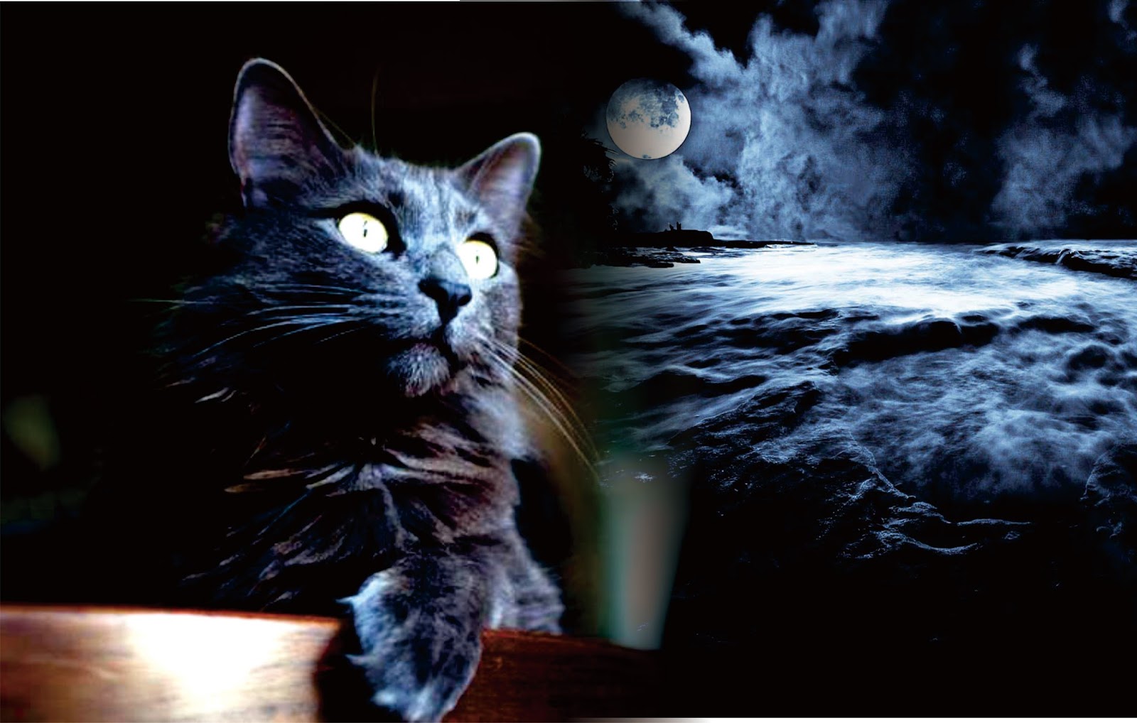 Foto Kucing Hitam Terlucu