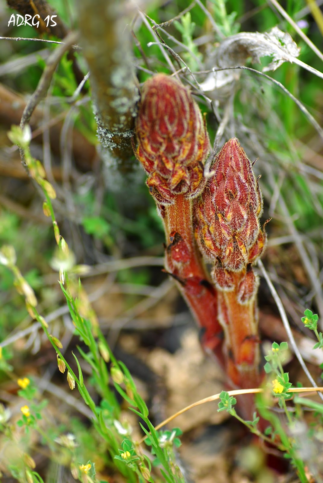 UN AMBIENTALISTA: Cuadernos de botánica: la hierba tora