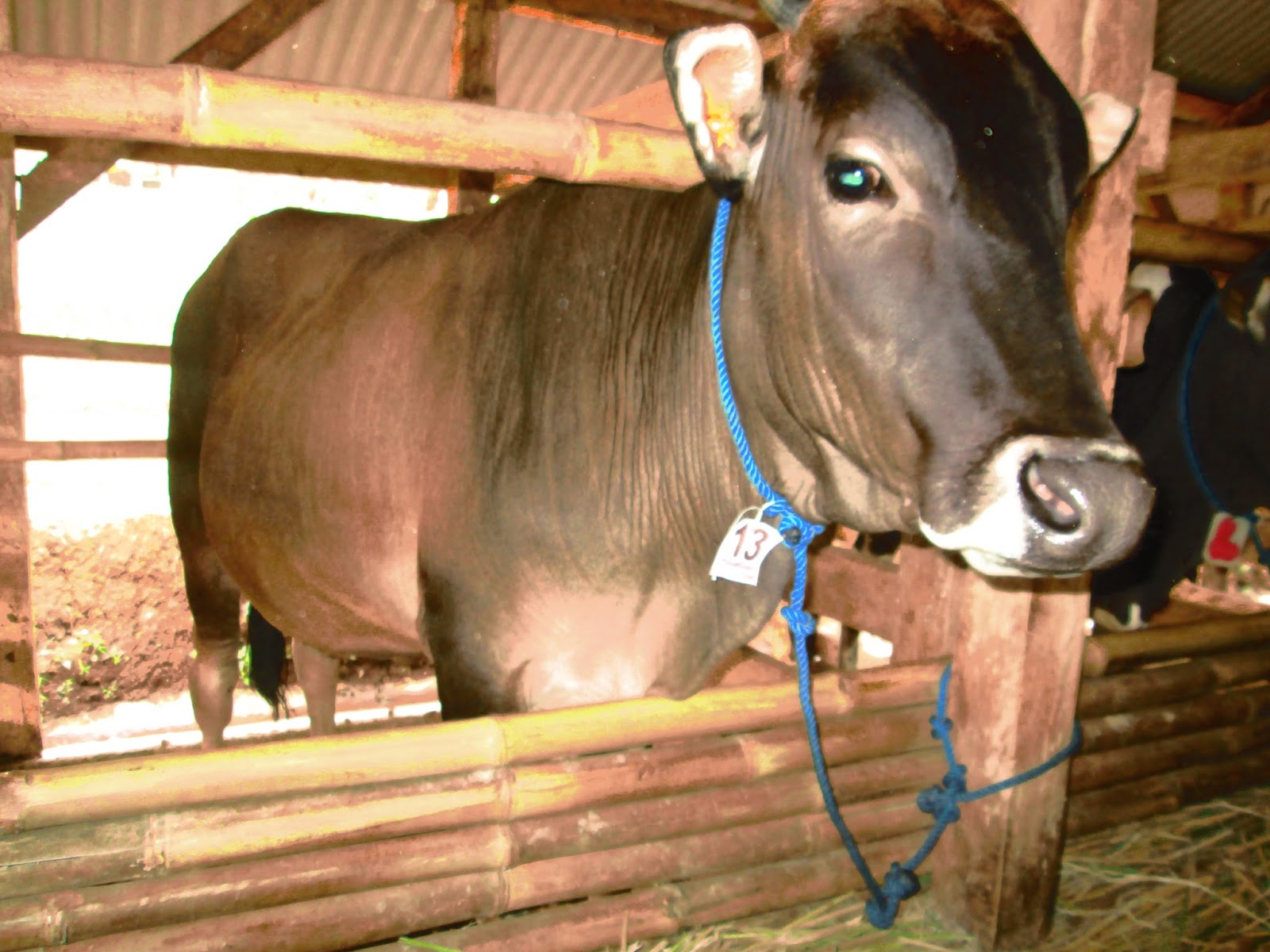 Pusat Jual Sapi & Domba Qurban MURAH di Bandung | PusatSapi.com