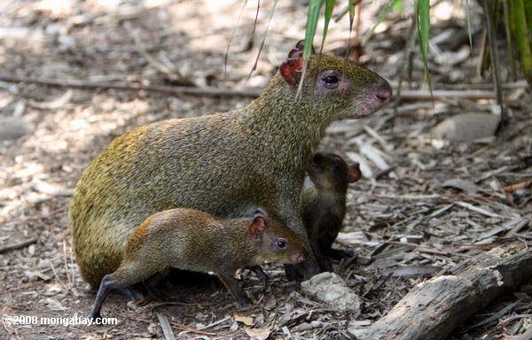 Blog do Varão: Maranhão Natureza: Cutia