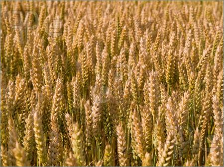 Los Angeles Bread Bakers: Stages in Wheat Growth