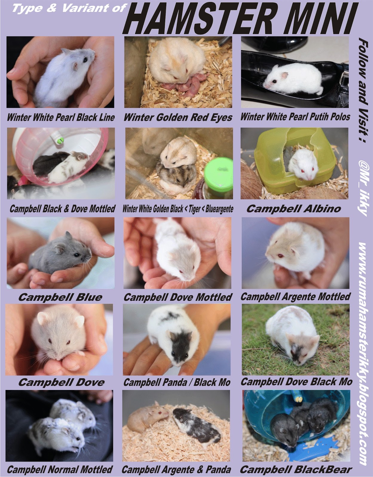 CEK HARGA HAMSTER MINI UNTUK JAMBI, & SEKITARNYA [LIST HAMSTER] | Jual ...