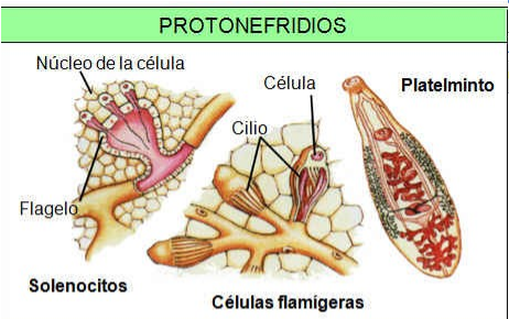CIENCIAS NATURALES: LA EXCRECION